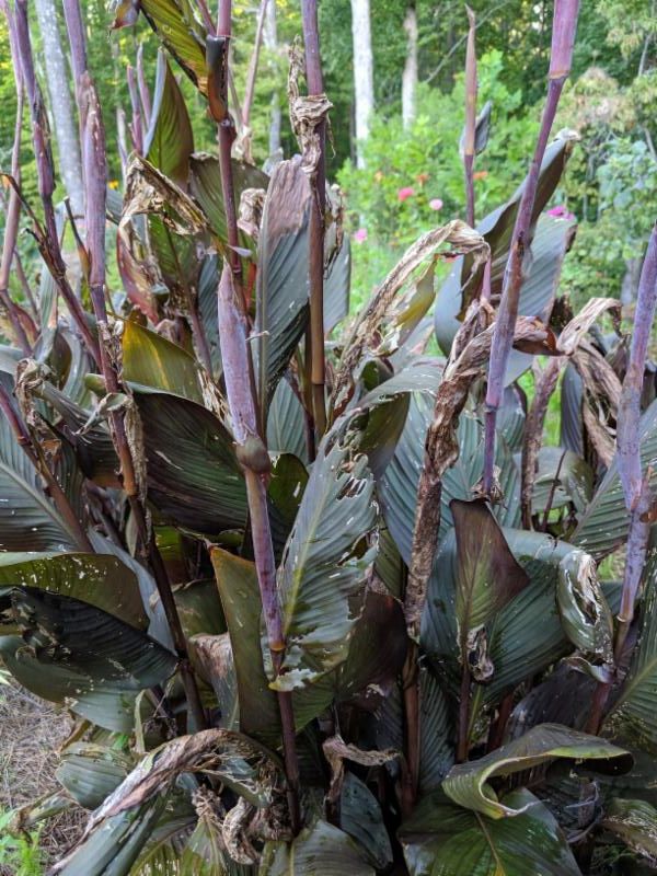 Horn Cannas: Canna Leafroller Worm and How to Get Rid of It, Shipping ...