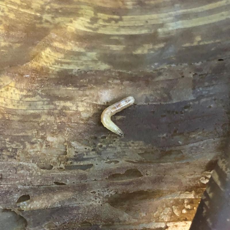 Horn Cannas: Canna Leafroller Worm and How to Get Rid of It, Shipping ...