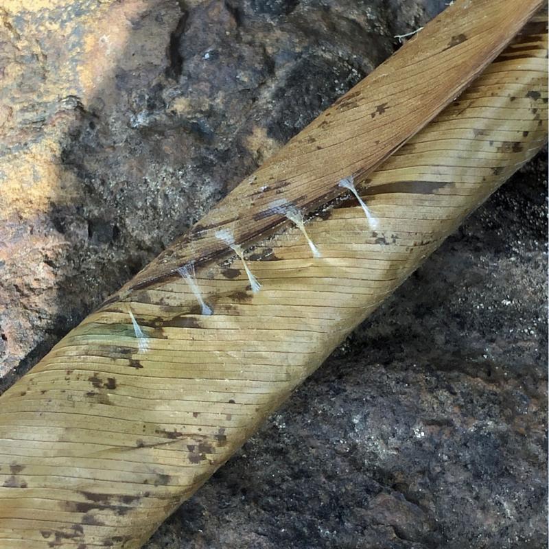 Horn Cannas: Canna Leafroller Worm and How to Get Rid of It, Shipping ...