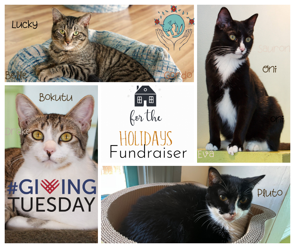 Our Giving Tuesday Fundraiser is MEOW OPEN