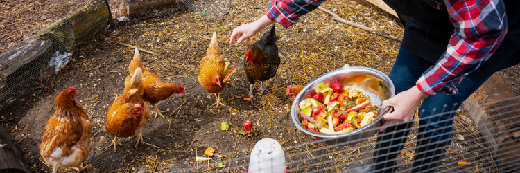 UF/IFAS Santa Rosa County Extension to host a raising backyard chickens ...