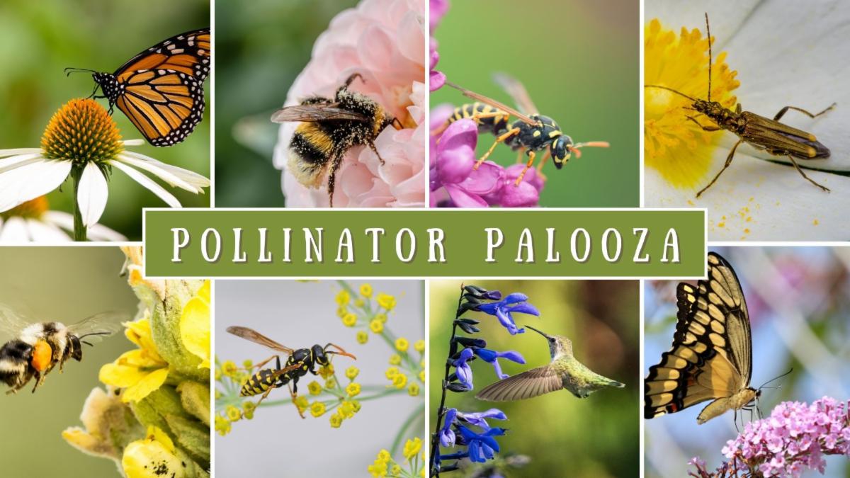 Pollinator Palooza with UF/IFAS Extension Santa Rosa County Master ...