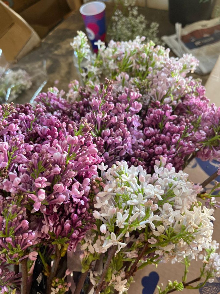 Florabundance Picture Blast!