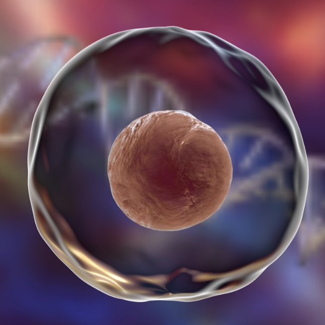 10th Anniversary of the Perinatal Stem Cell Society - Virtual ...