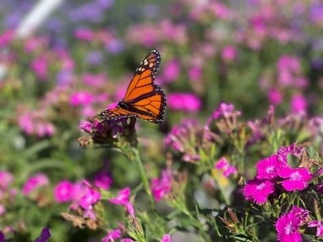 2025 MGC Member Clubs Garden Walks in Every District!