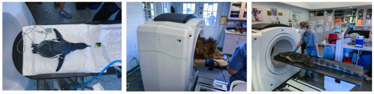 Santa Barbara Zoo Adopts Advanced CBCT Imaging Device