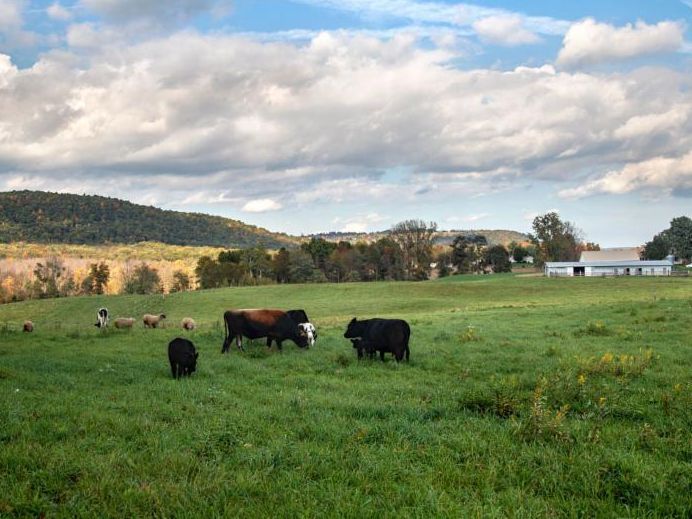 Farm conversations, crowd-farming, online courses and more.