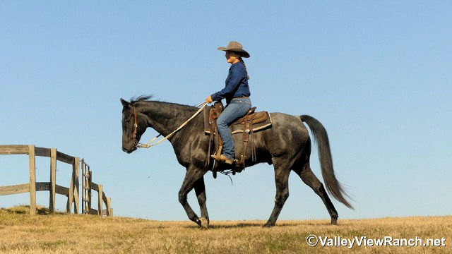 We have a great selection of horses to check out. Thank you for your ...
