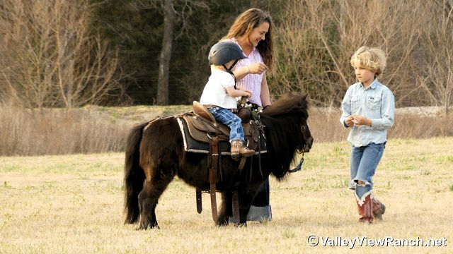 We have a great selection of horses to check out. Thank you for your ...