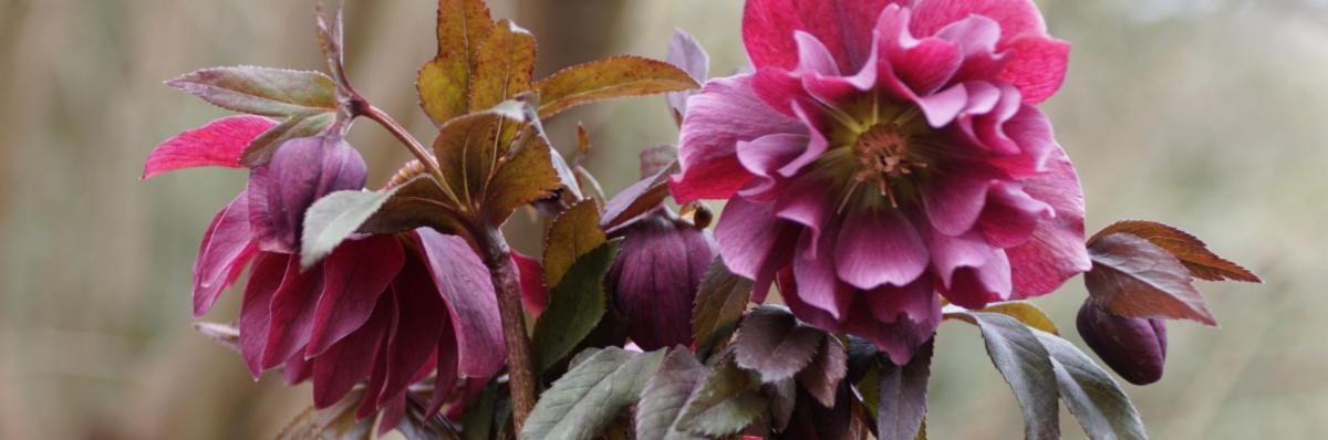 Final Four? Bet on the Triumphant Three-in-One