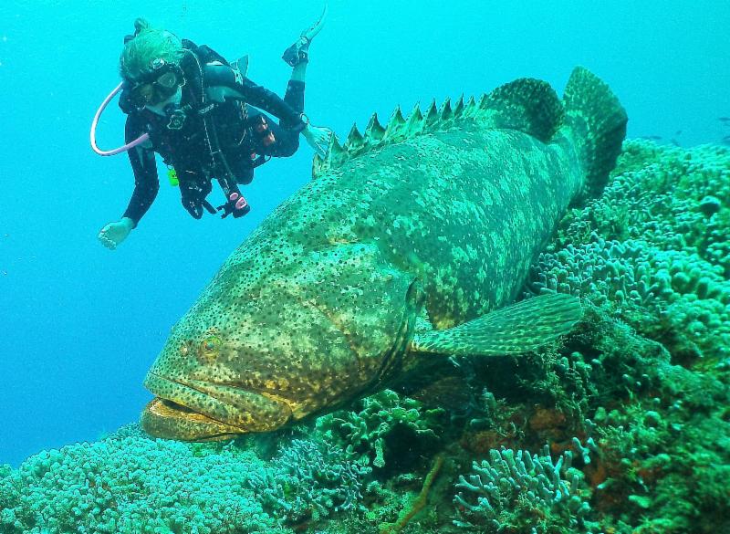 September Sea-gram - Encounter With Goliath