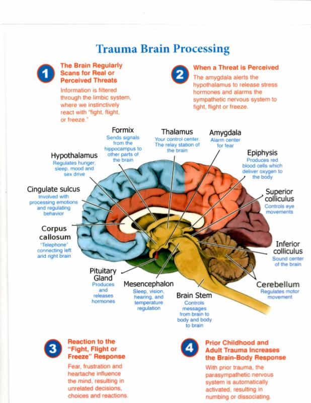 c730ea17-261f-4afe-b935-37bdf304cdc0.jpg (618×800) | Limbic system ...