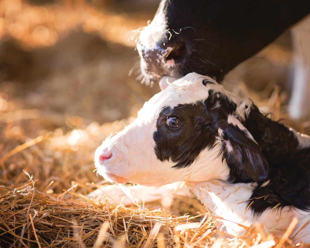 Non-pharma solutions to scours are effective and more sustainable.