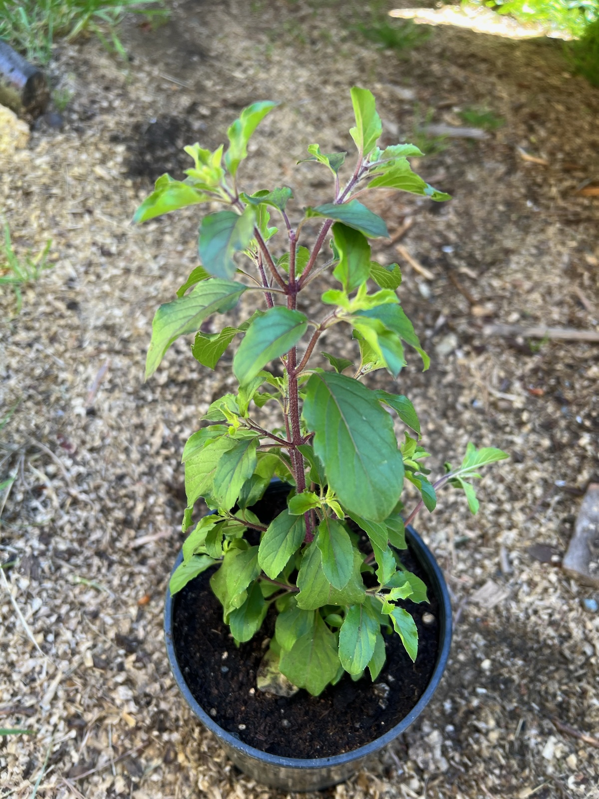 Nose into these deals!