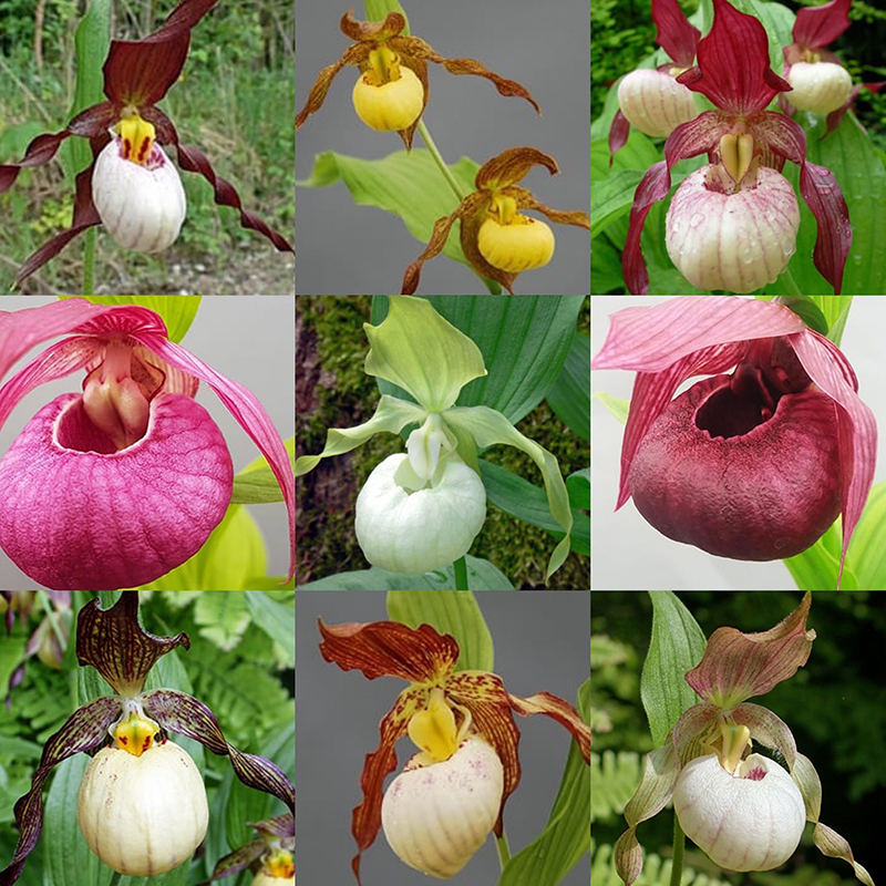Fritillaria | Rare Bulbs Are Here! - Bulb, Rare Plant, Mail Order ...