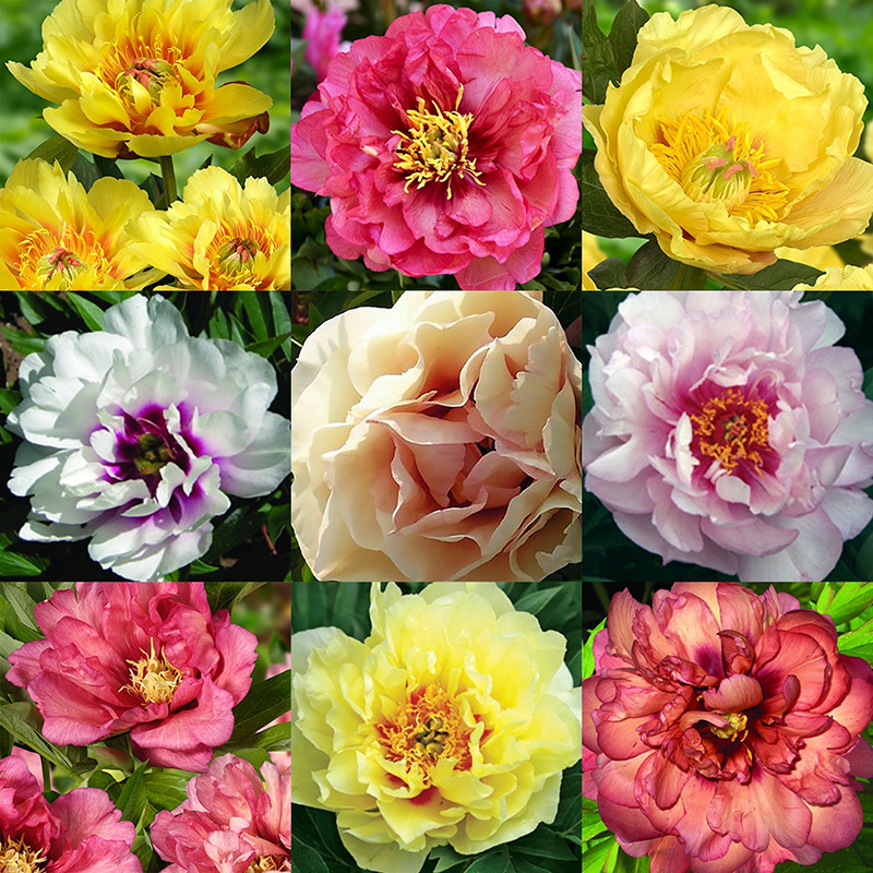32 Itoh Peonies Added! Plus learn all about these "intersectional ...