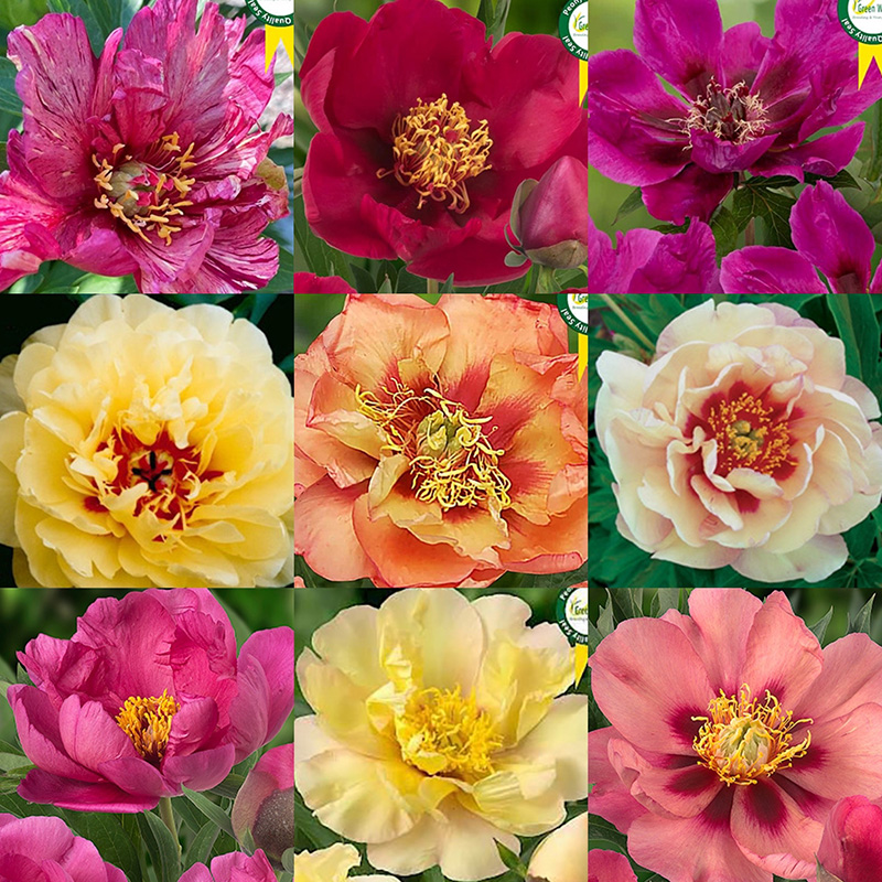 32 Itoh Peonies Added! Plus learn all about these "intersectional ...