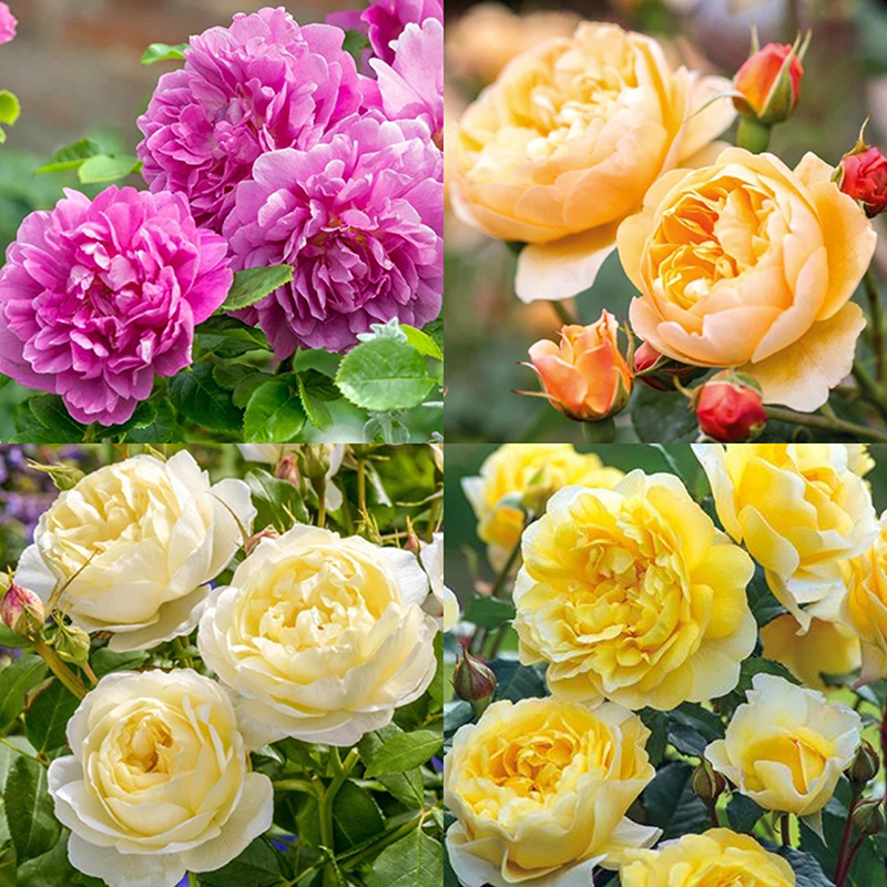 Growing Roses in Containers | New David Austin!: Dame Judi Dench ...