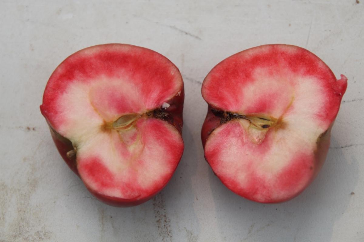 Apples with Red Flesh rather than White! Trees available now! - Edible ...
