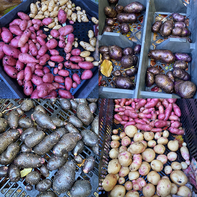 Grow Gourmet Potatoes in Containers - Edible, Small Space, Kids, Mail ...