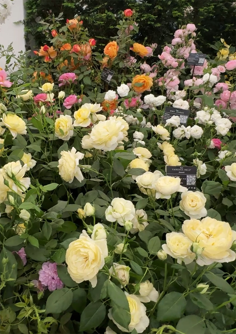 Reminder: Monty Don's Dog Garden at Chelsea | Daisies | 2 for 1 Veggies ...