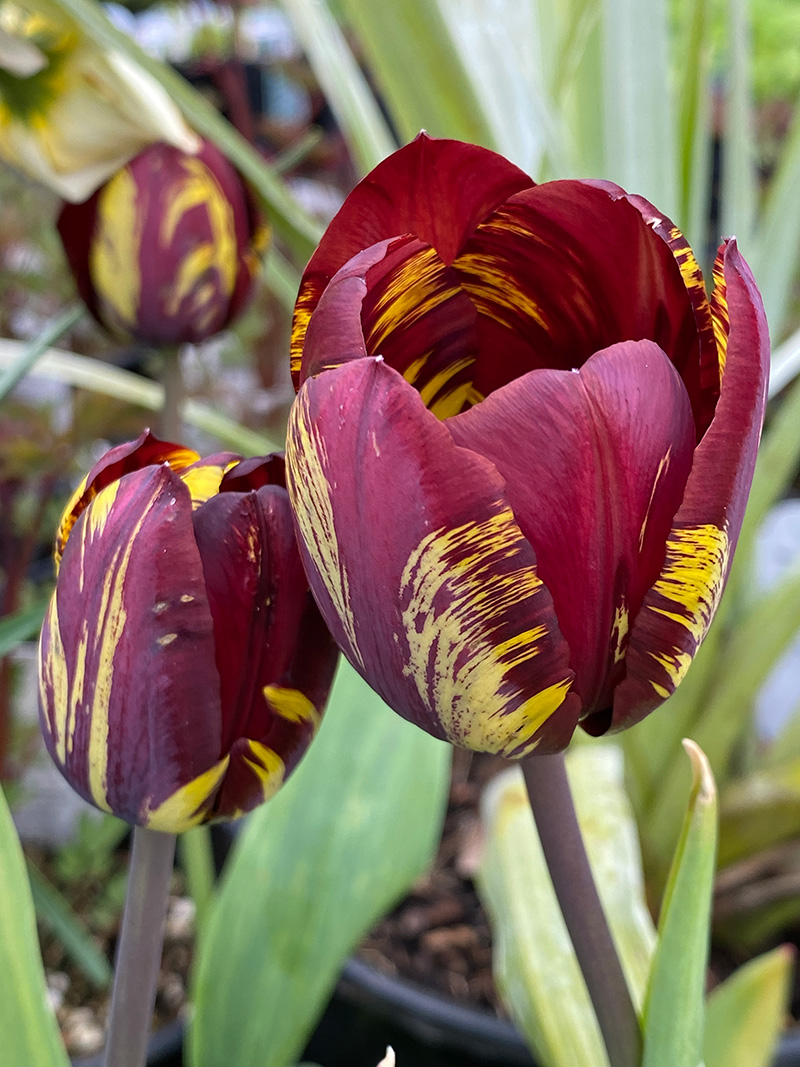 Get Tulips to Rebloom | Modern Hybrid Tulips + Botanical, Historical ...