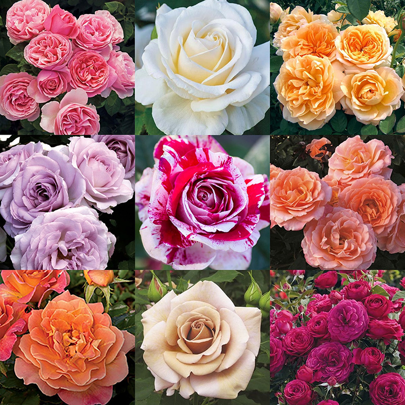 Reminder: 70 New Roses Added! David Austin, Kordes, Jalbert, Meilland ...