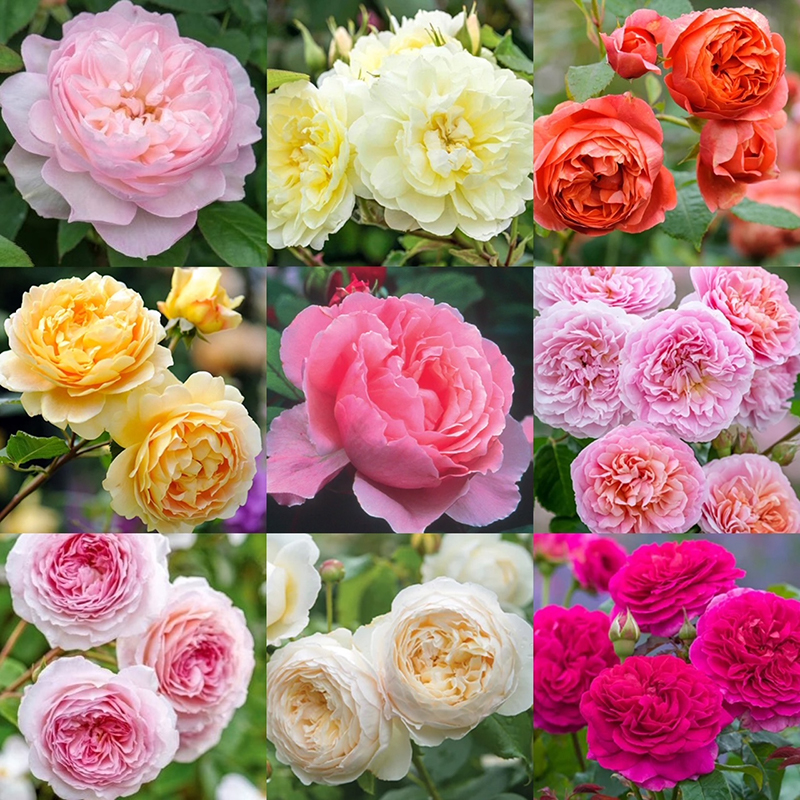 The 5 Different Types of Rose Fragrance | More David Austins - Rose ...