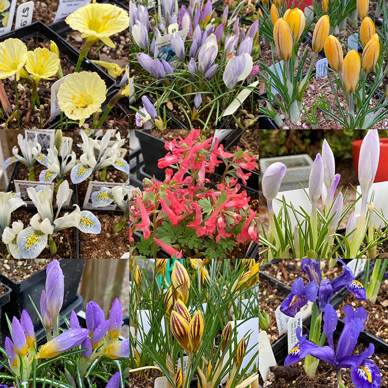 Potted Lady's Slipper Orchids and Rare Bulbs Now Available | How to ...
