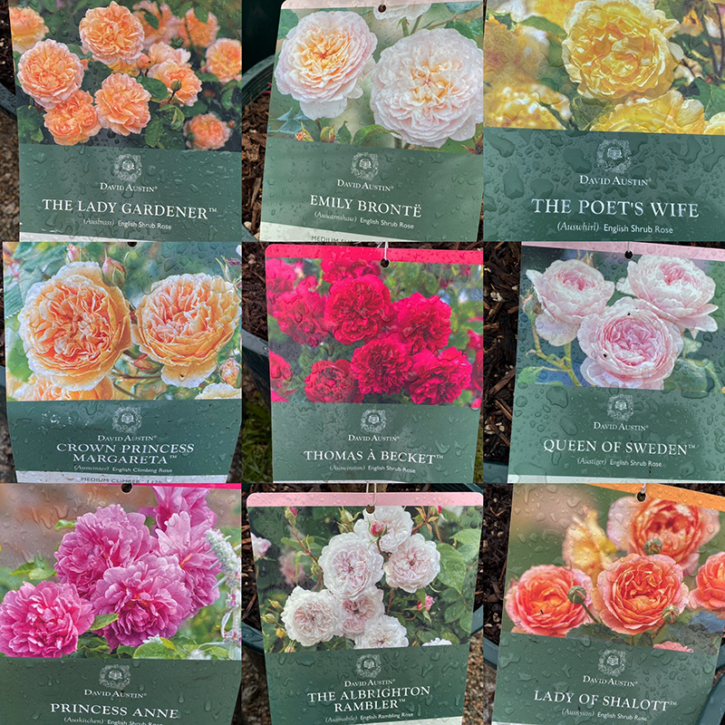 Extra David Austin Roses Available Now! + Other English Style and Brad ...