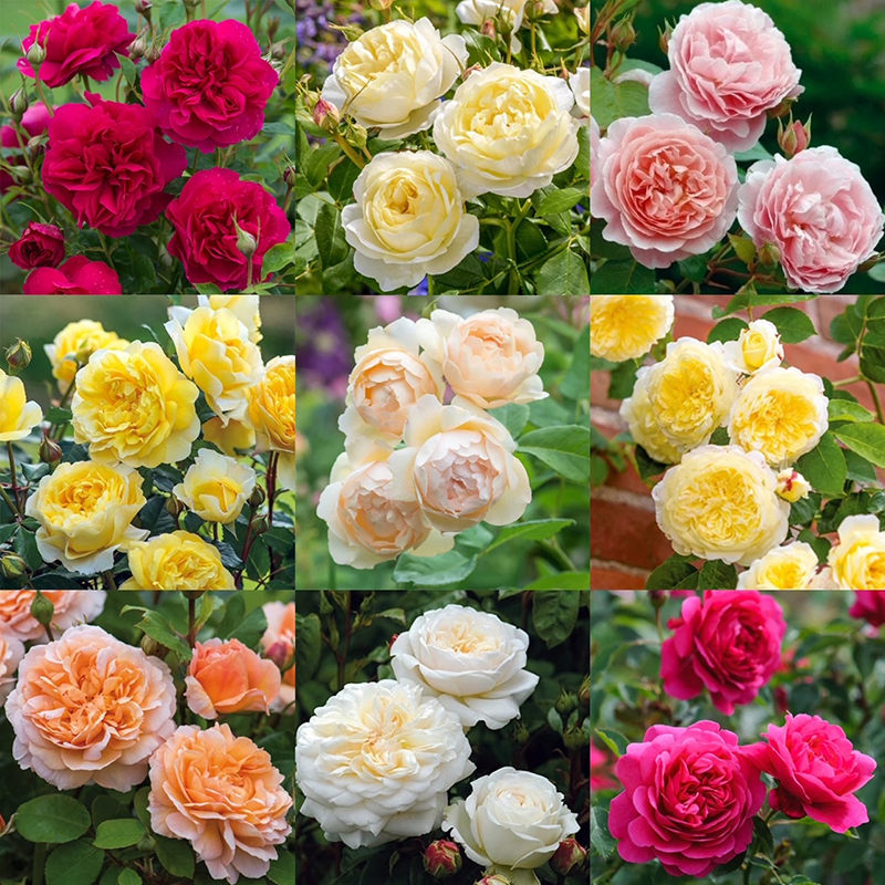 Back in Stock!: Honey Dijon, Koko Loko, Cinderella, Summer Romance ...