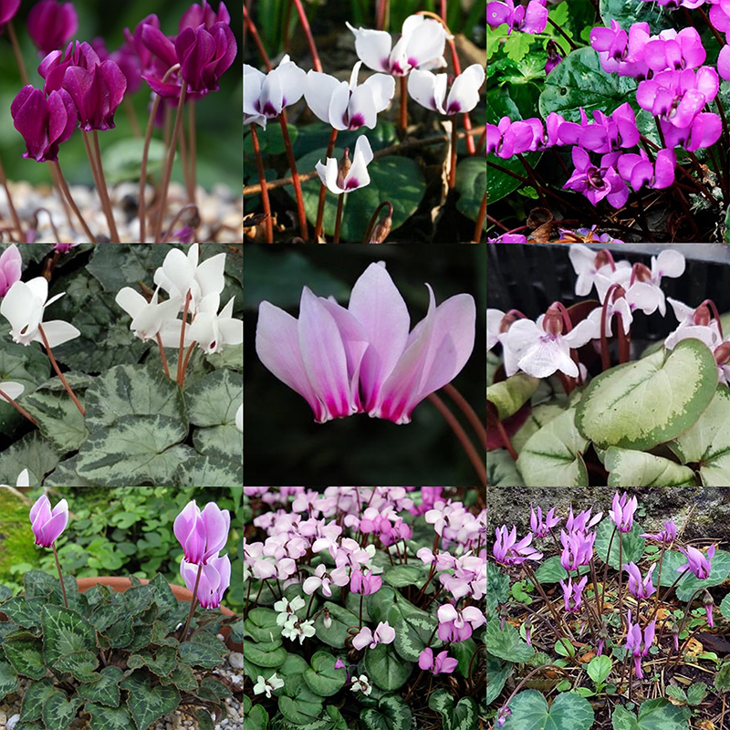 Snowdrops and Snowflakes for the Spring Garden - Bulb, Rare Plant ...