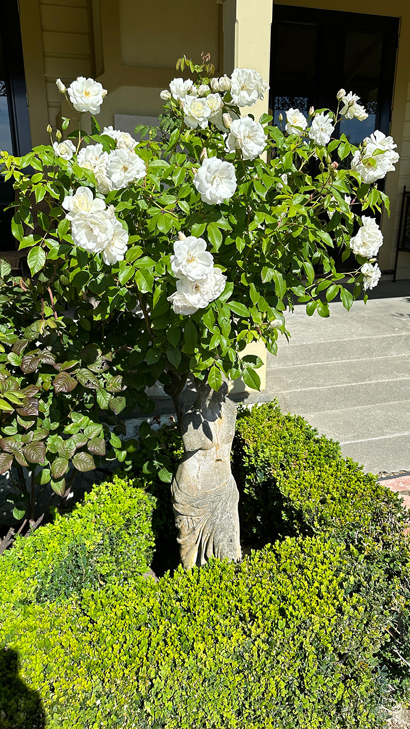 Beautiful Tree Roses for Garden and Containers - Rose, Fragrance, Small ...