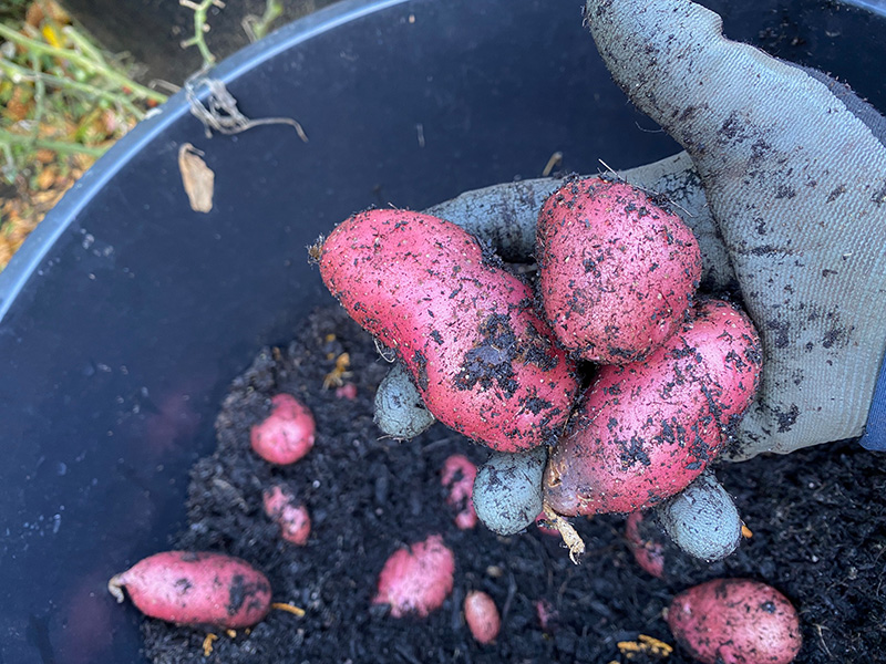 Save Money, Grow Food | How to Grow Gourmet Potatoes in Containers ...