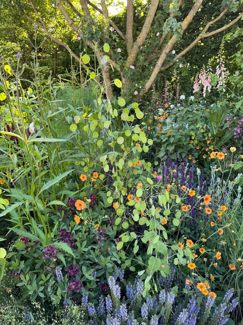 Reminder: Monty Don's Dog Garden at Chelsea | Daisies | 2 for 1 Veggies ...