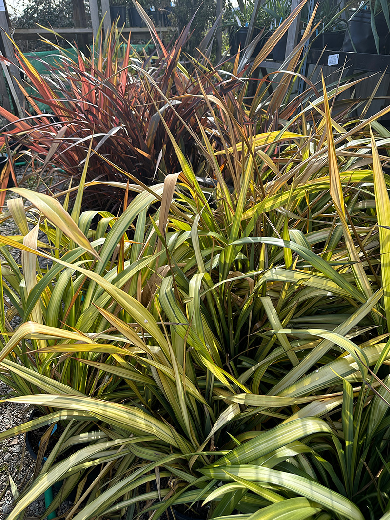 50% Off Select Plants: Bamboo, Apple Trees, Phormium, Peony, Delphinium ...