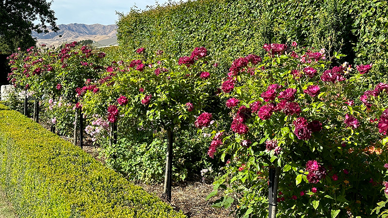 Beautiful Tree Roses for Garden and Containers - Rose, Fragrance, Small ...