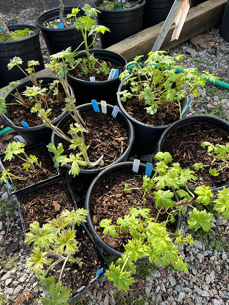 50% Off Select Plants: Bamboo, Apple Trees, Phormium, Peony, Delphinium ...