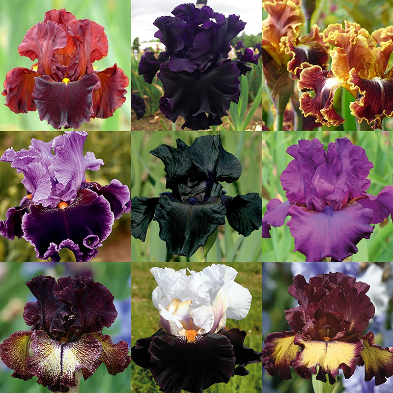Cutting Edge Bearded Iris | 28 New Bulb Additions! - Bulb, Hot Plant ...