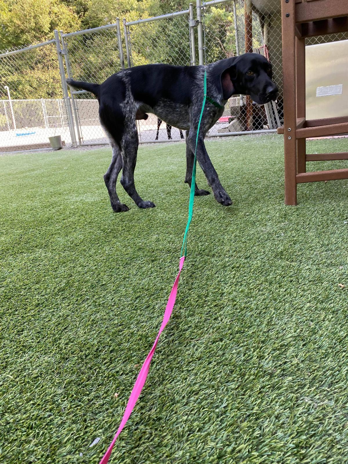 Mace and Sport are Ready For Foster Homes!