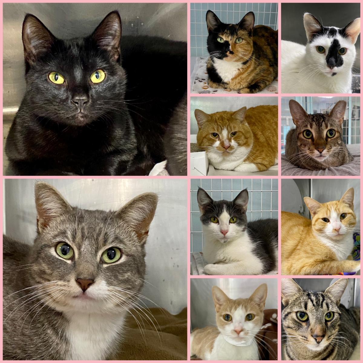 New puppies small dogs and kittens