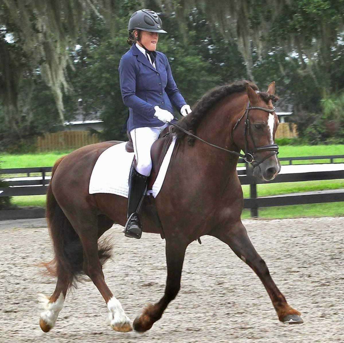 Welsh Cobs in Sport Newsletter