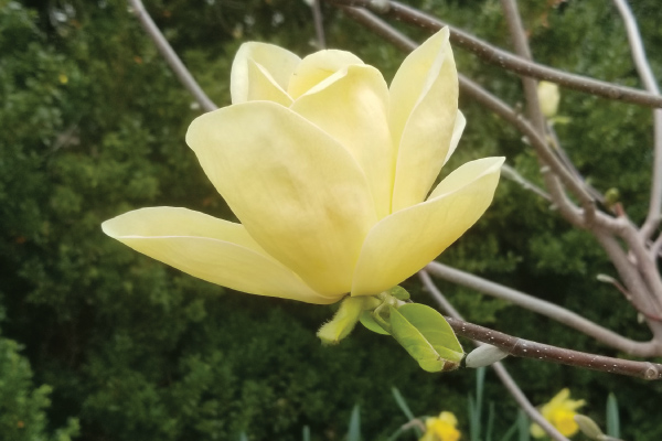 Our yellow magnolias, exclusively for you