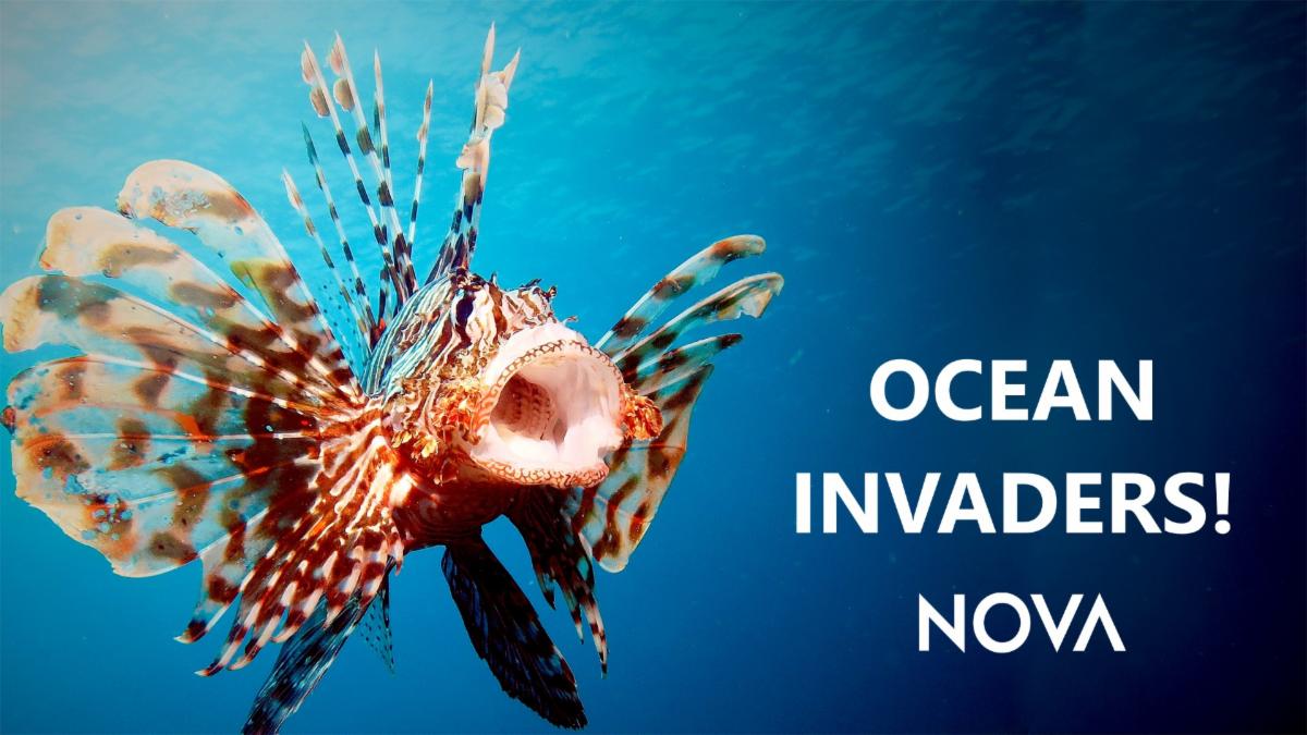 OCEAN INVASION! WHAT'S LURKING IN OUR COASTAL WATERS?