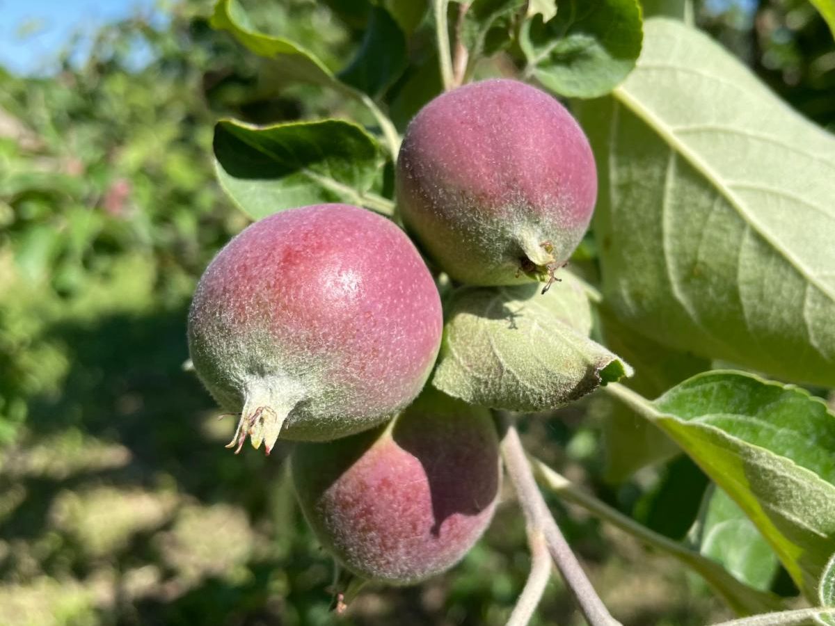 Your Guide to Summer at Apple Holler ☀️