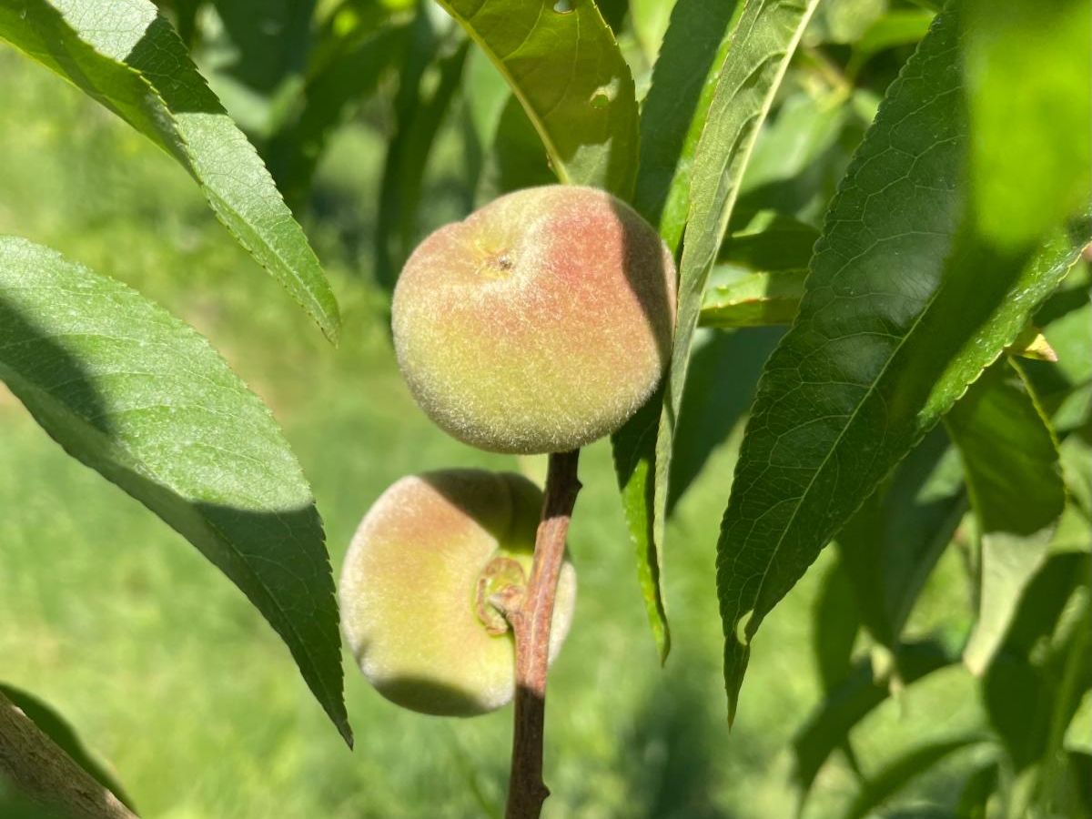 Your Guide to Summer at Apple Holler ☀️