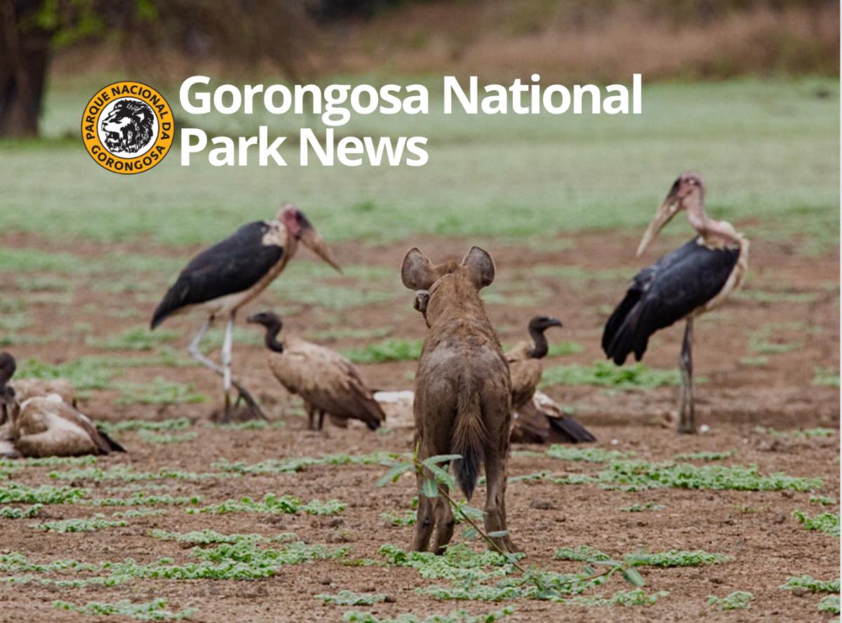Gorongosa National Park News - October/November 2022