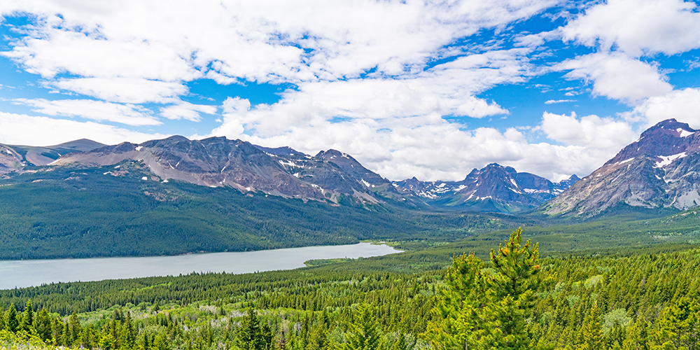 Today! Event on WELC's Wildlife, Wildlands, and Climate Work in 2023