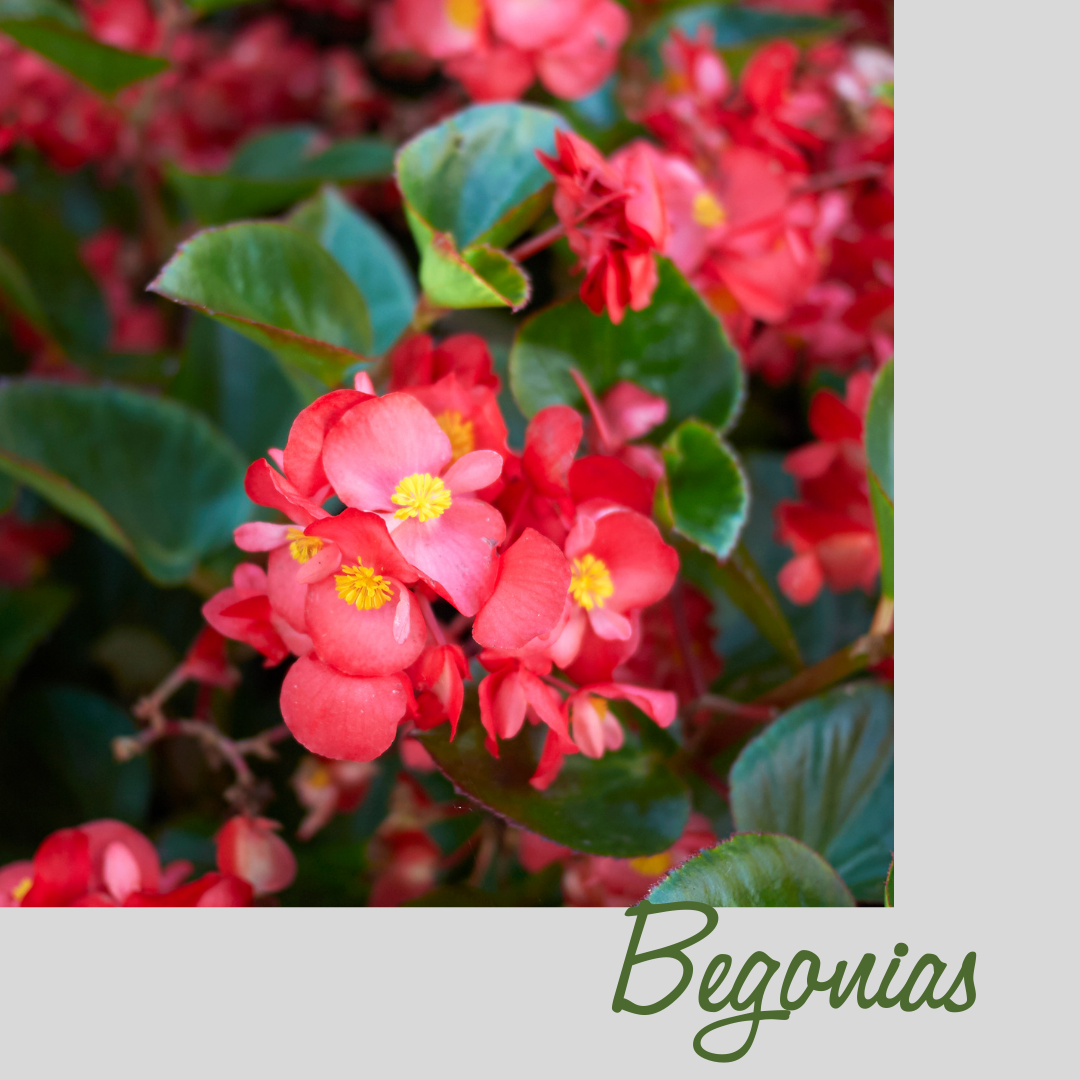 The Best in Big Color | Pinder's Nursery | Blog