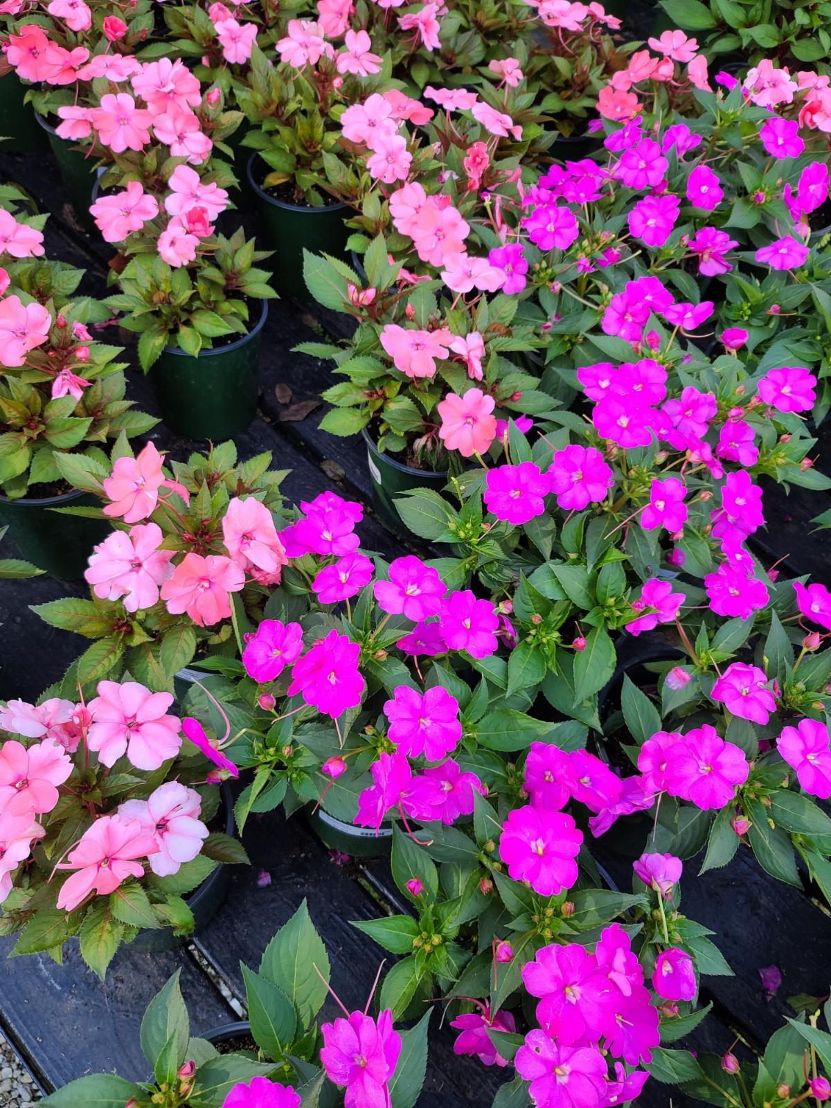 The Best in Big Color | Pinder's Nursery | Blog